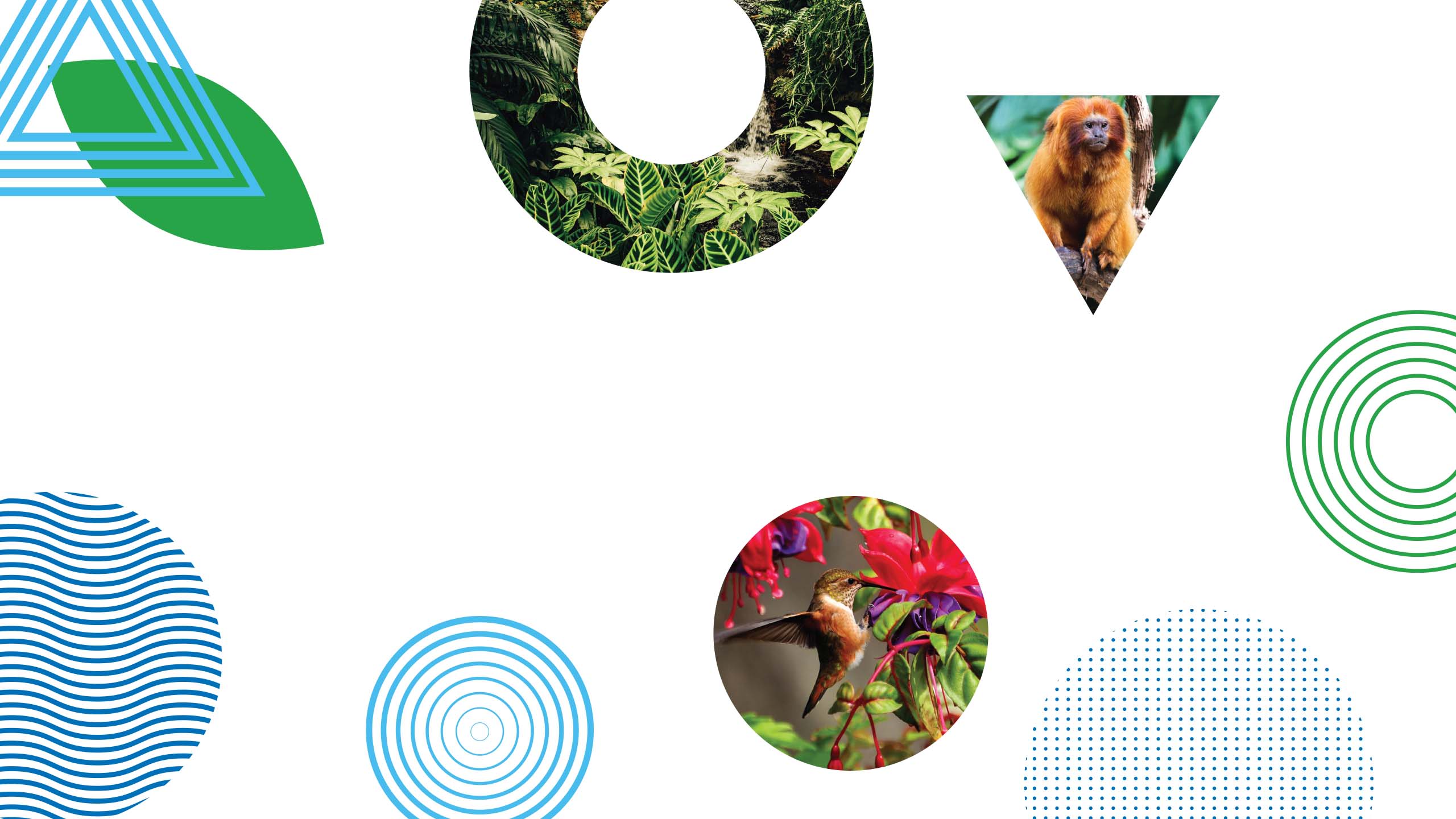 GEF-GCF complementarity in financing climate and biodiversity